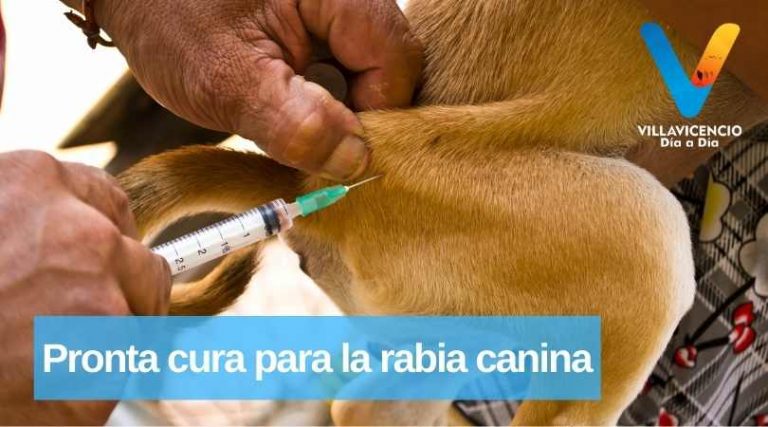 Para el 2030, la OMS busca erradicar por completo la rabia canina