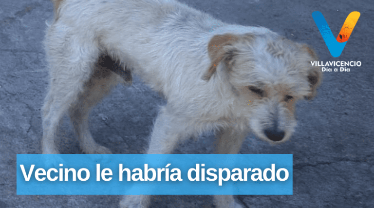 Indignación en el Valle por la muerte de 'Pilin', perro impactado con ...